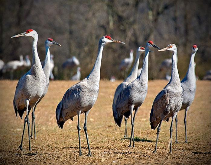 Hellbender Press - Celebrate sandhill cranes at a 35th anniversary that ...